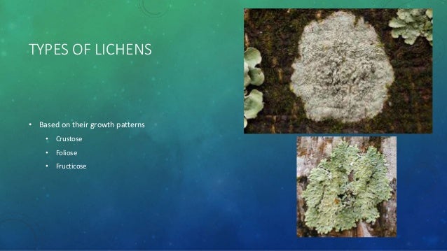 The Basics of Lichens