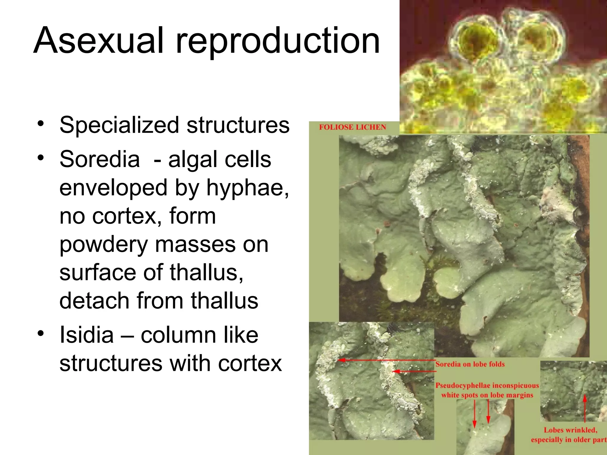Lichens | PPT