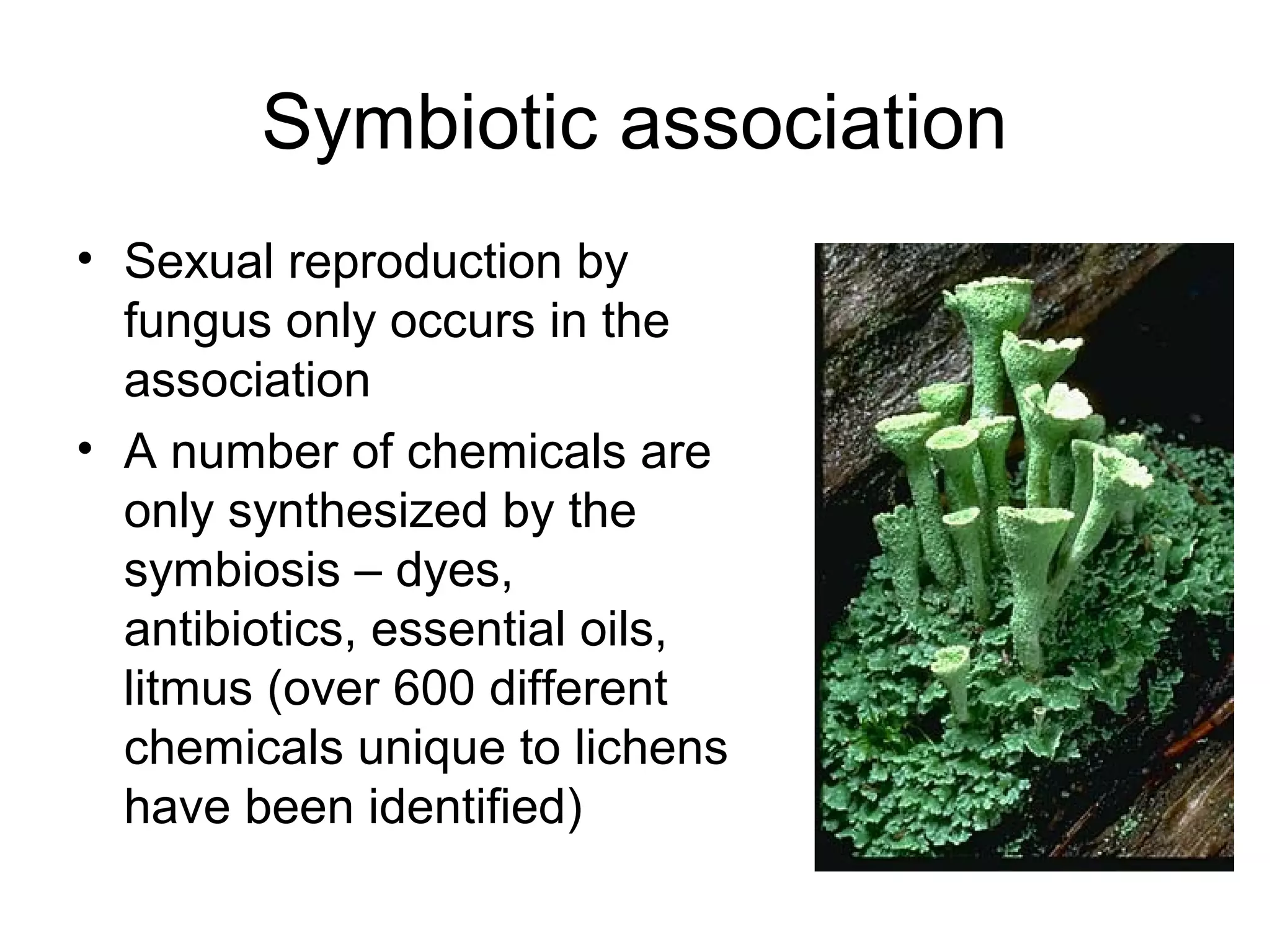 Lichens | PPT