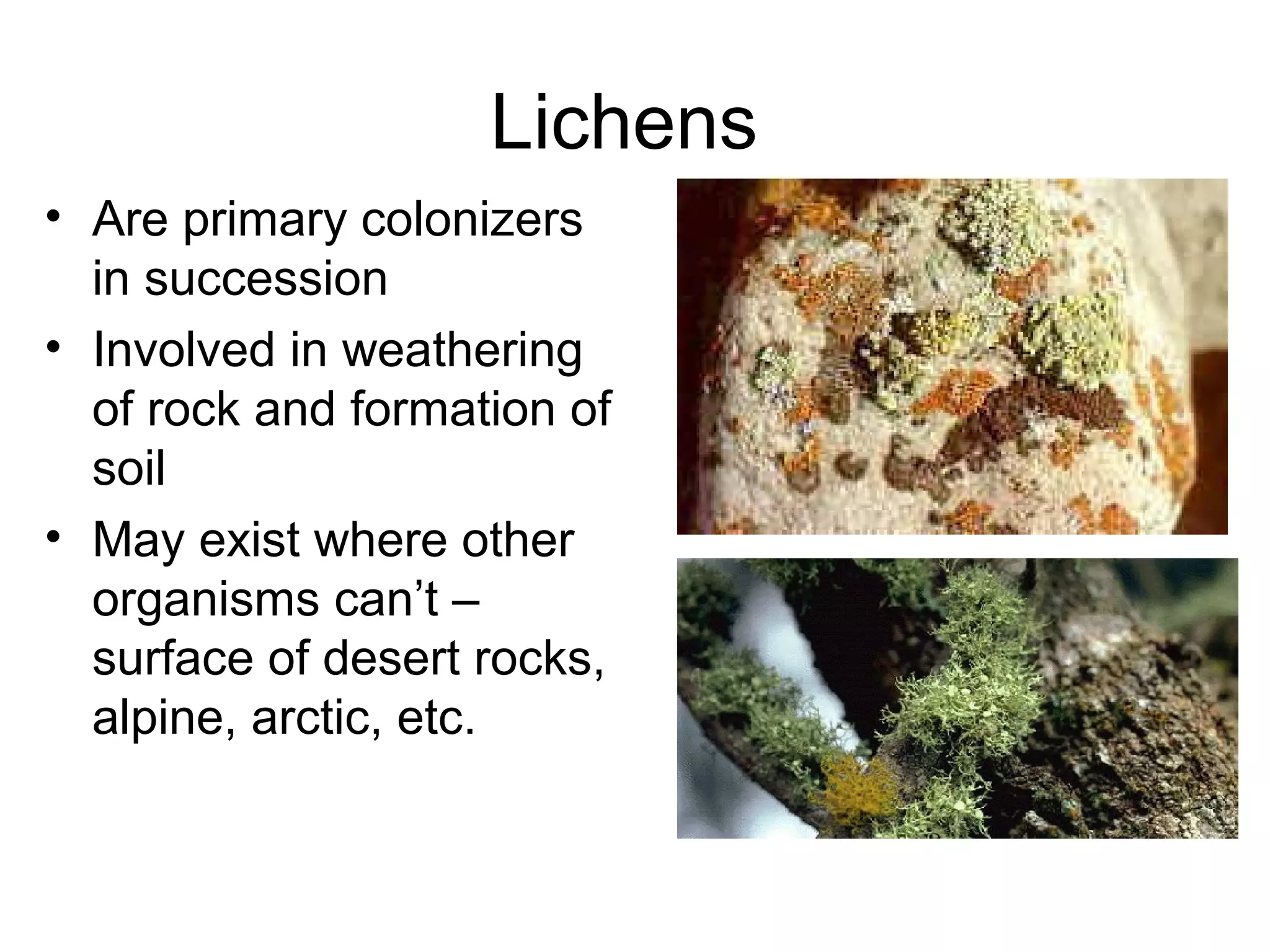 Lichens | PPT