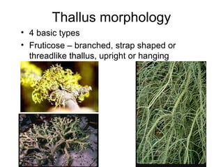 Lichens | PPT