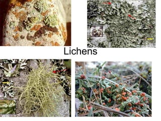 Specialized Structures Of Lichen