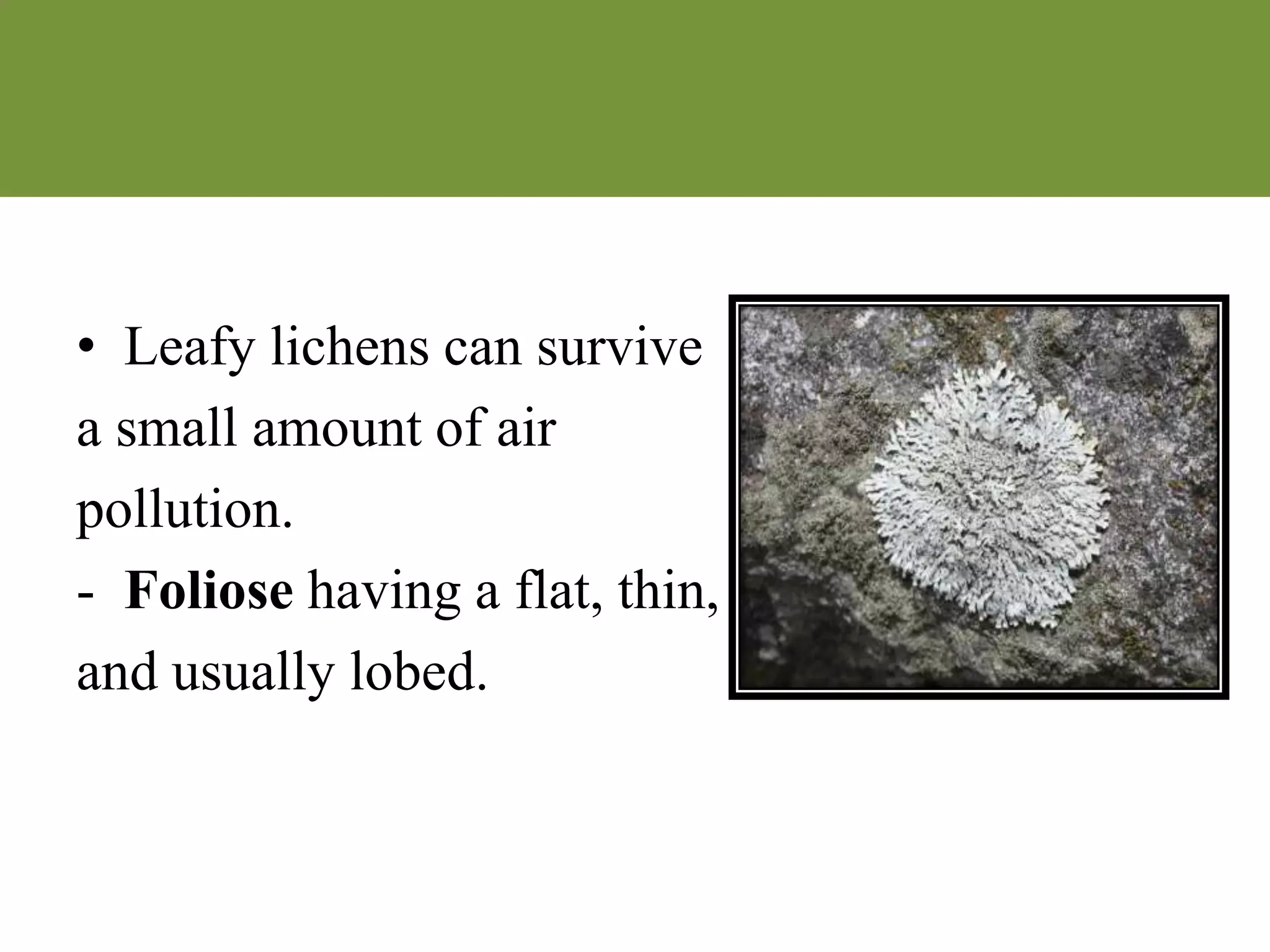 Lichens | PPT