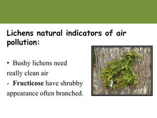 Lichens | PPTX