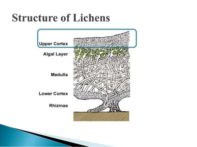 Lichens
