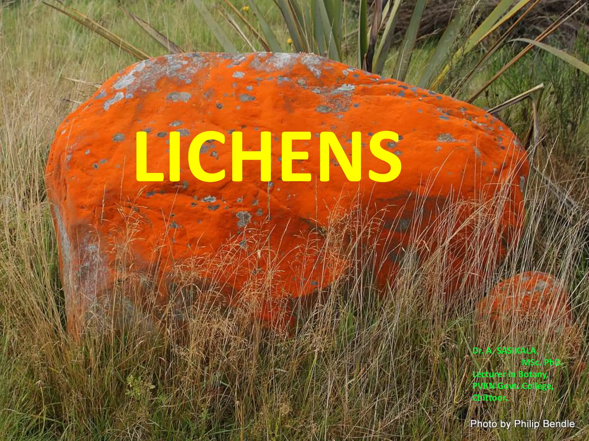 Lichens | PPTX