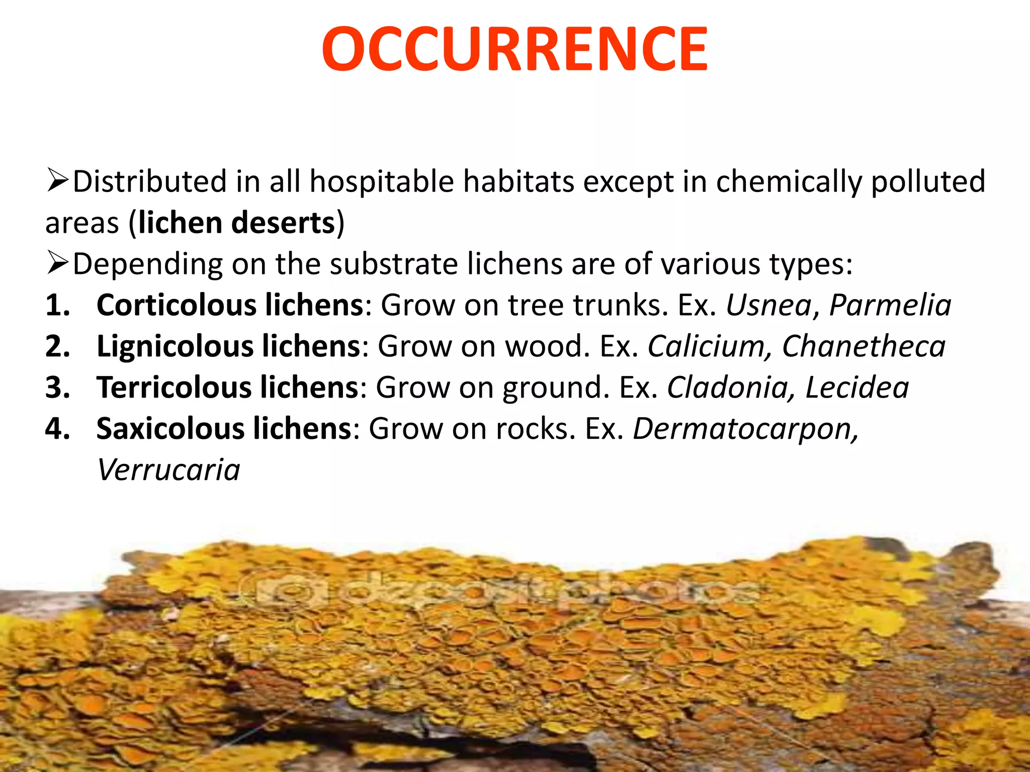 Lichens | PPTX
