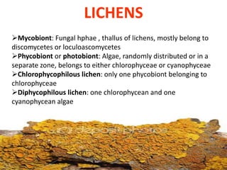 Lichens | PPTX