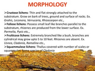 Lichens | PPTX