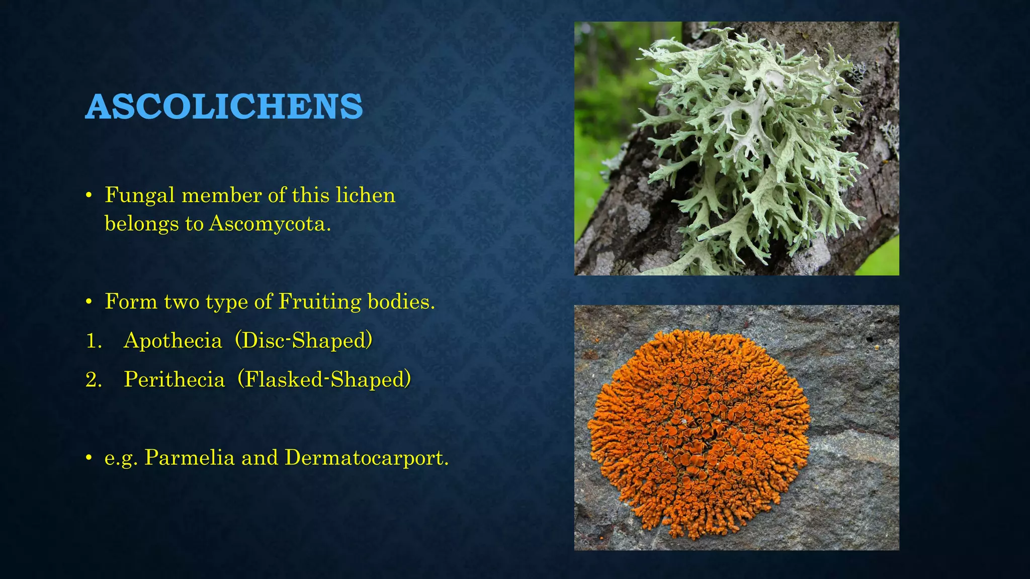 Introduction to Lichens | PPTX