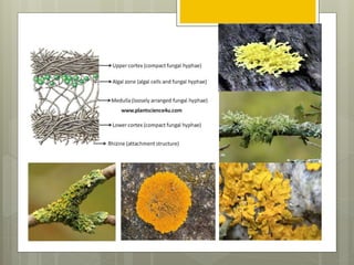 Lichens | PPTX