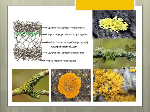Lichens | PPTX