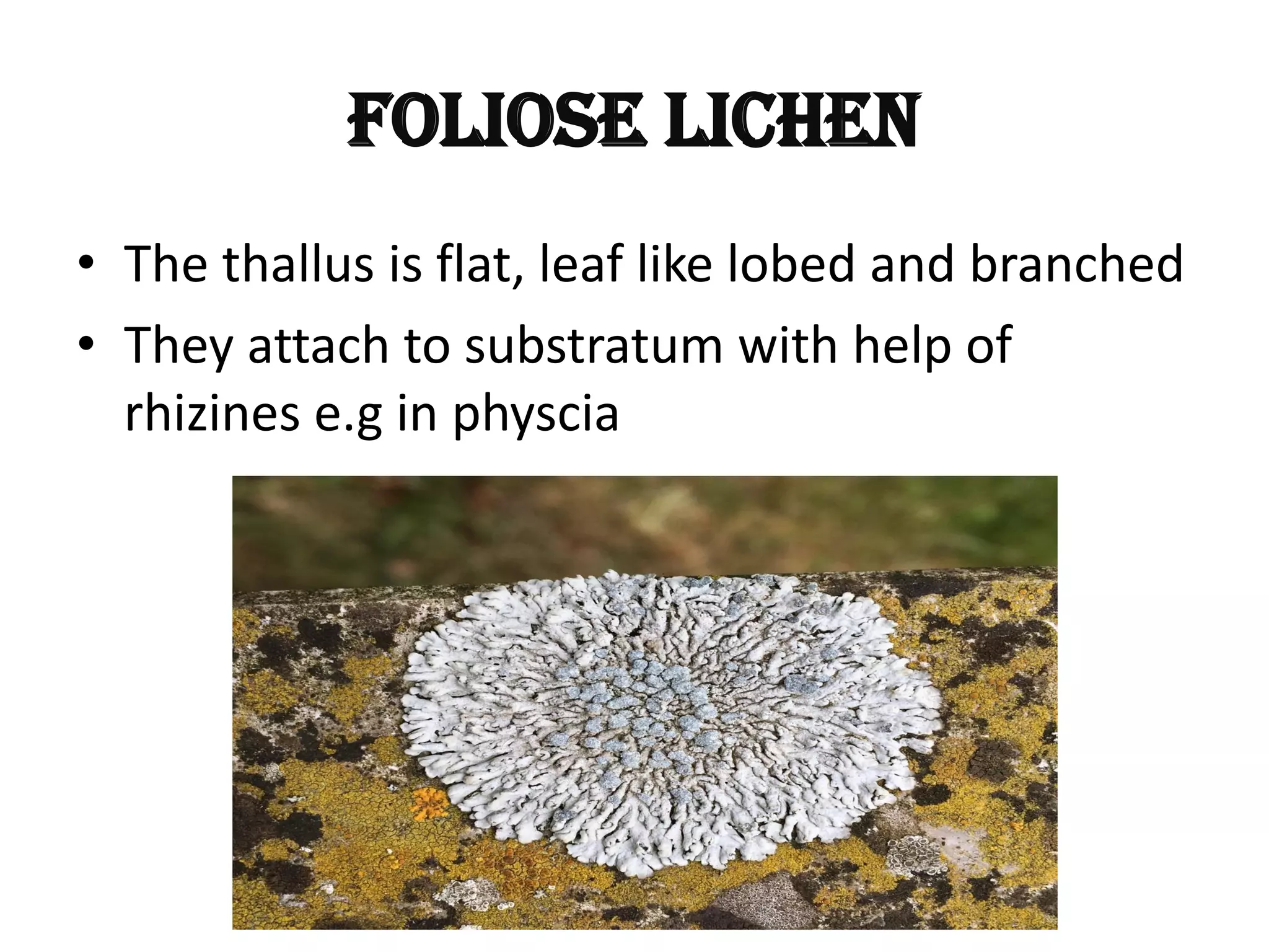 Lichens | PDF | Biological Sciences | Science