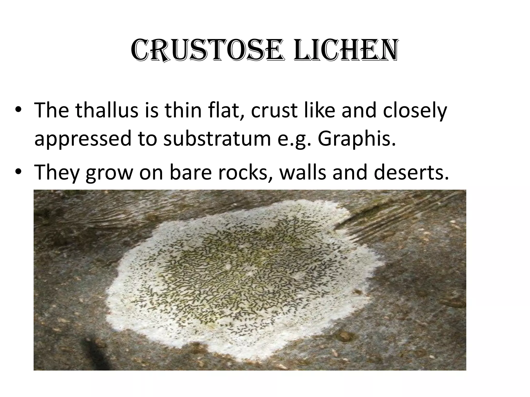 Lichens | PDF | Biological Sciences | Science