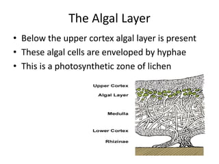 Lichens | PDF | Biological Sciences | Science