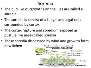 Lichens | PDF | Biological Sciences | Science