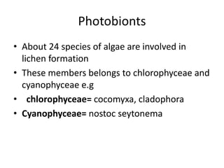 Lichens | PDF | Biological Sciences | Science