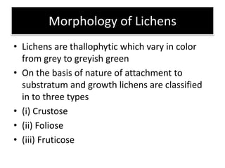 Lichens | PDF | Biological Sciences | Science