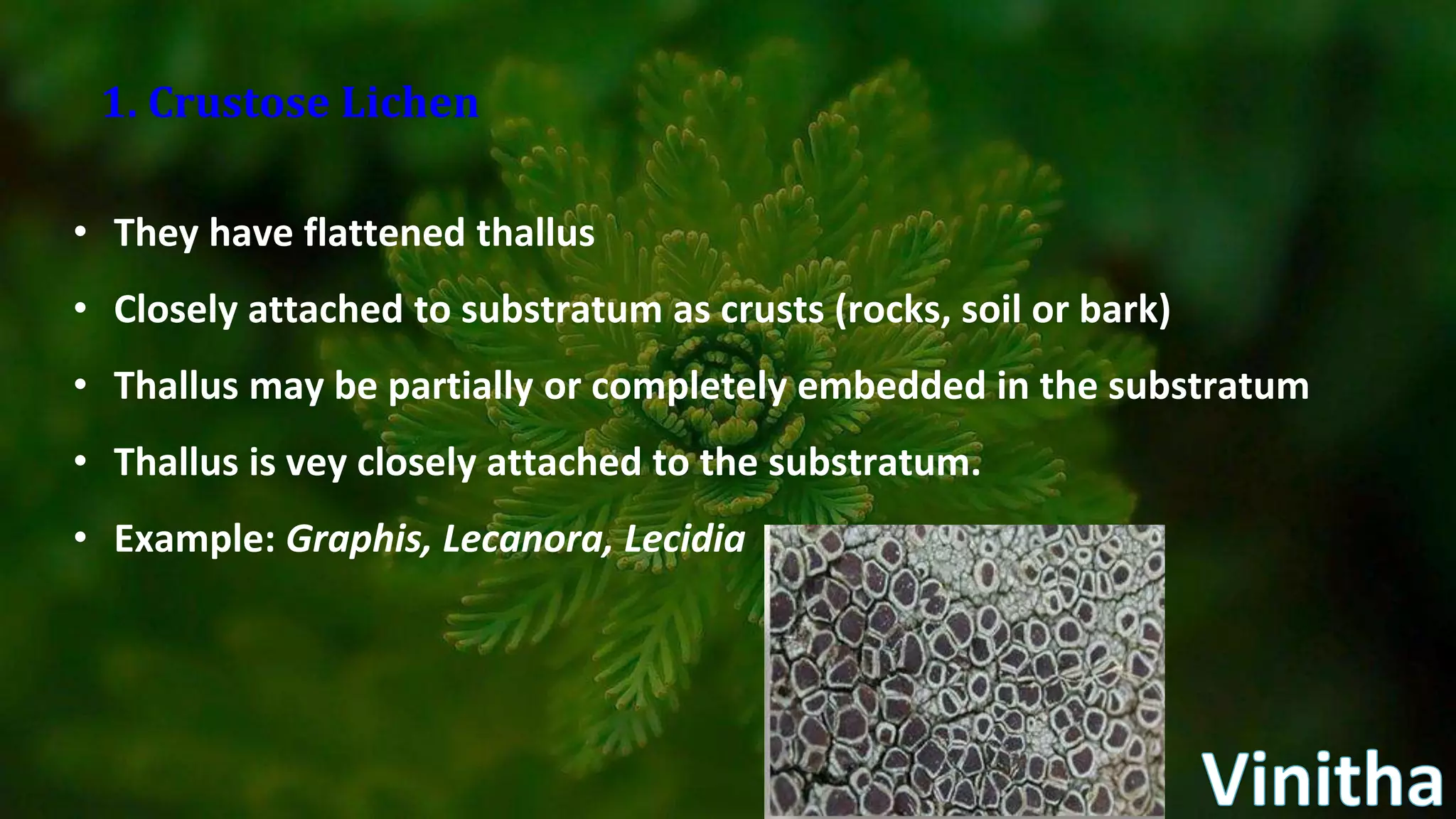 Lichens | PPTX