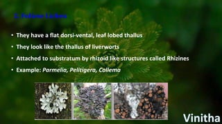 Lichens | PPTX
