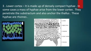Lichens | PPT