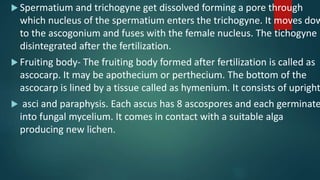 Lichens | PPTX