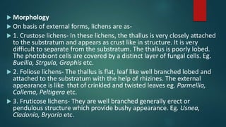 Lichens | PPT