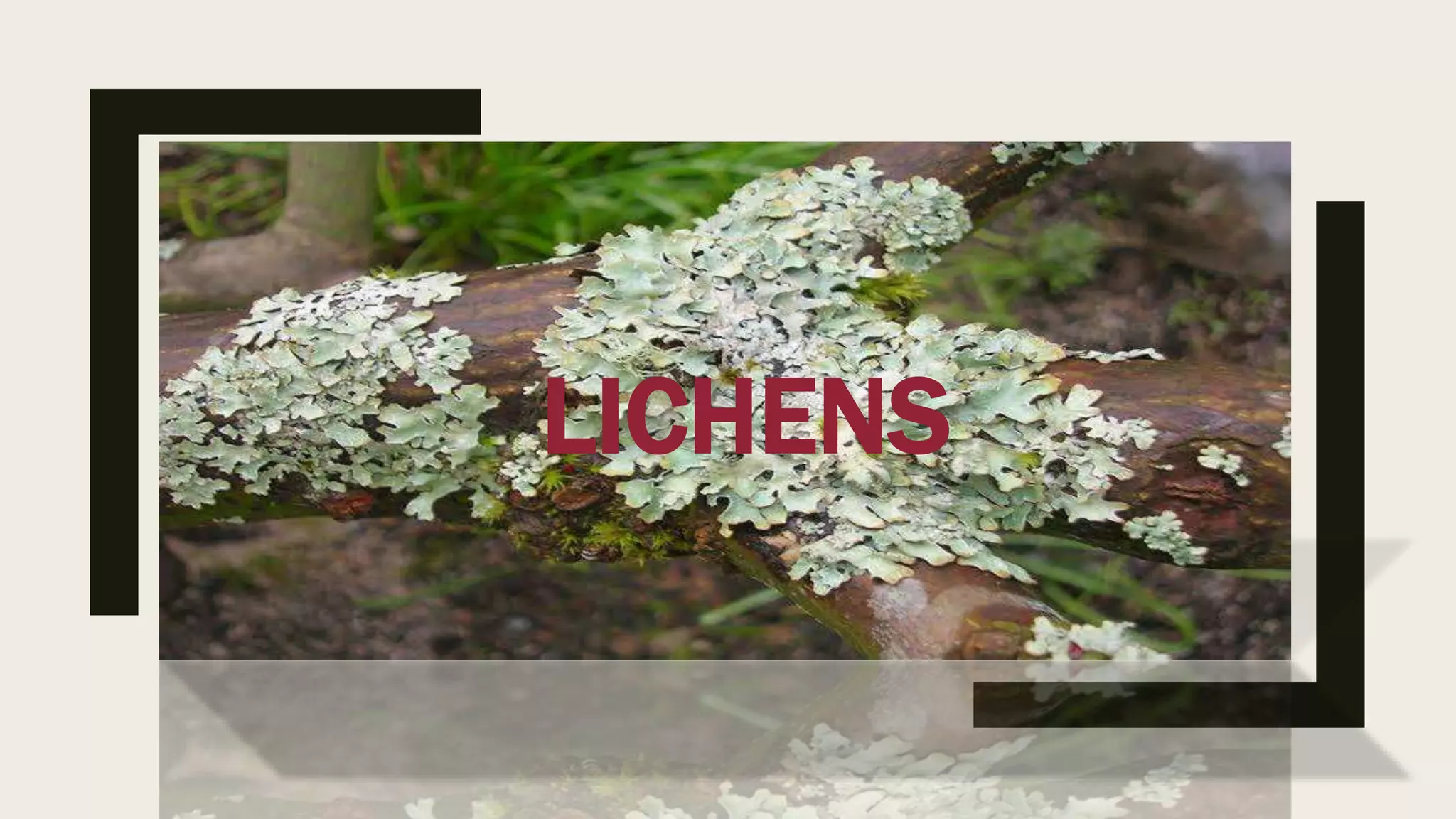 Lichens.pptx