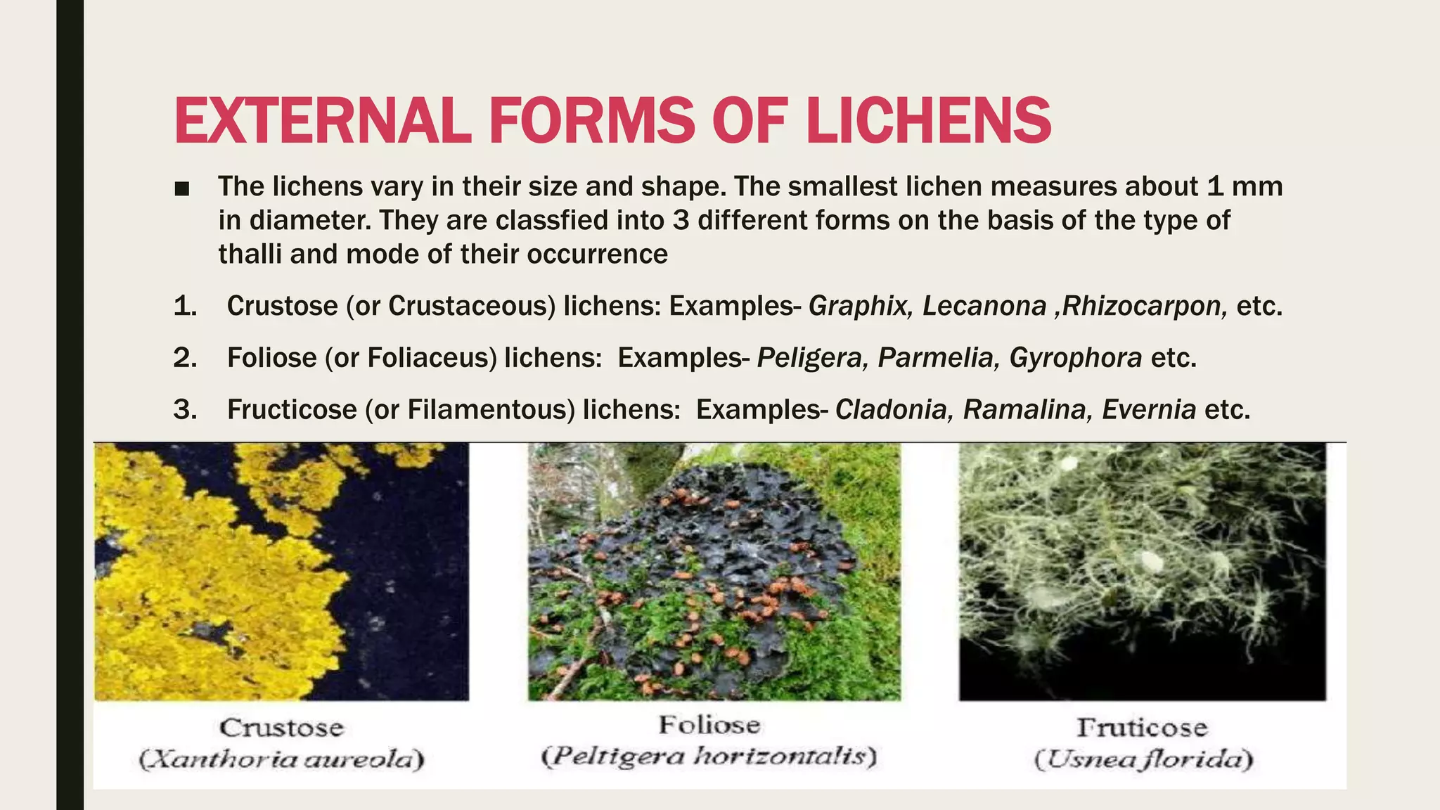 Lichens.pptx