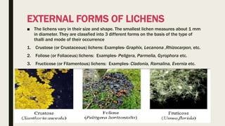 Lichens.pptx | Biological Sciences | Science