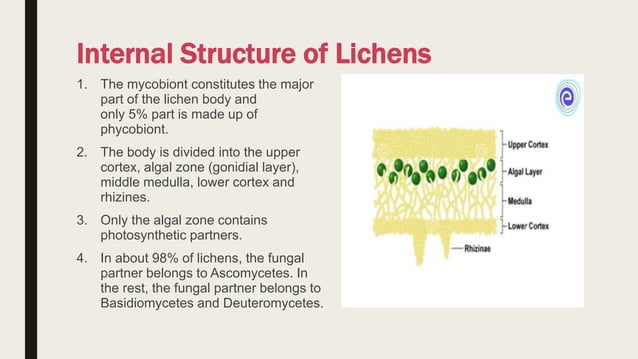 Lichens.pptx