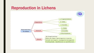 Lichens.pptx
