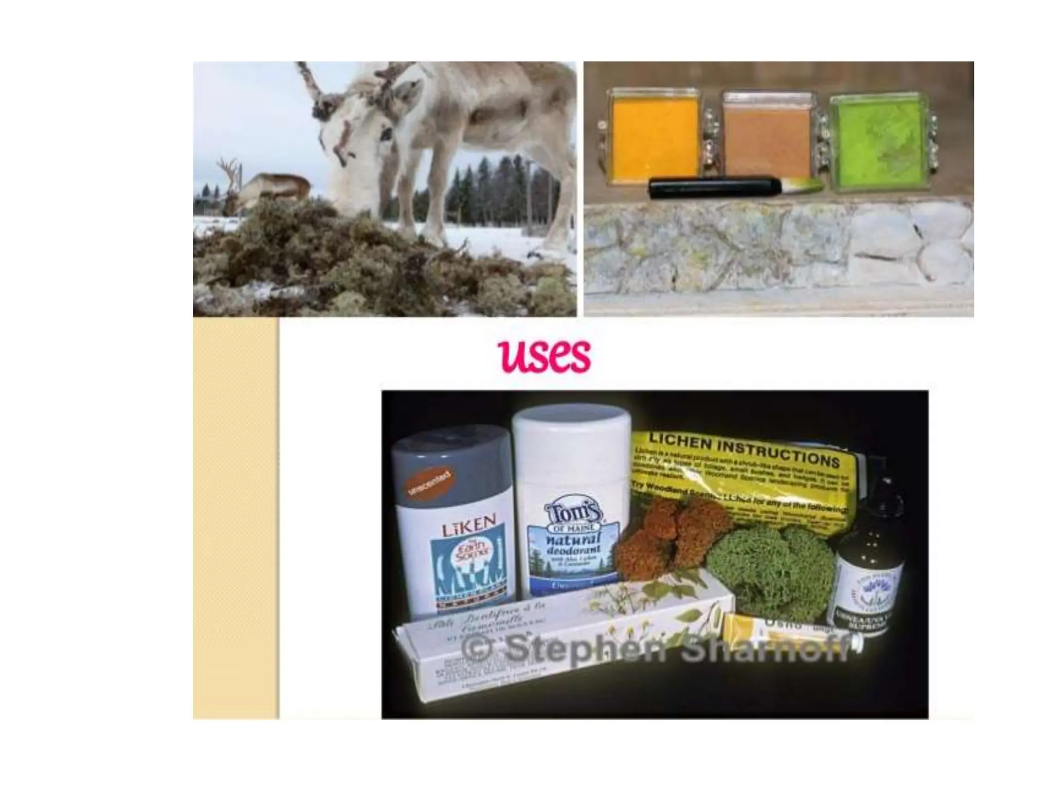 Lichens description bioaccumulations.pptx