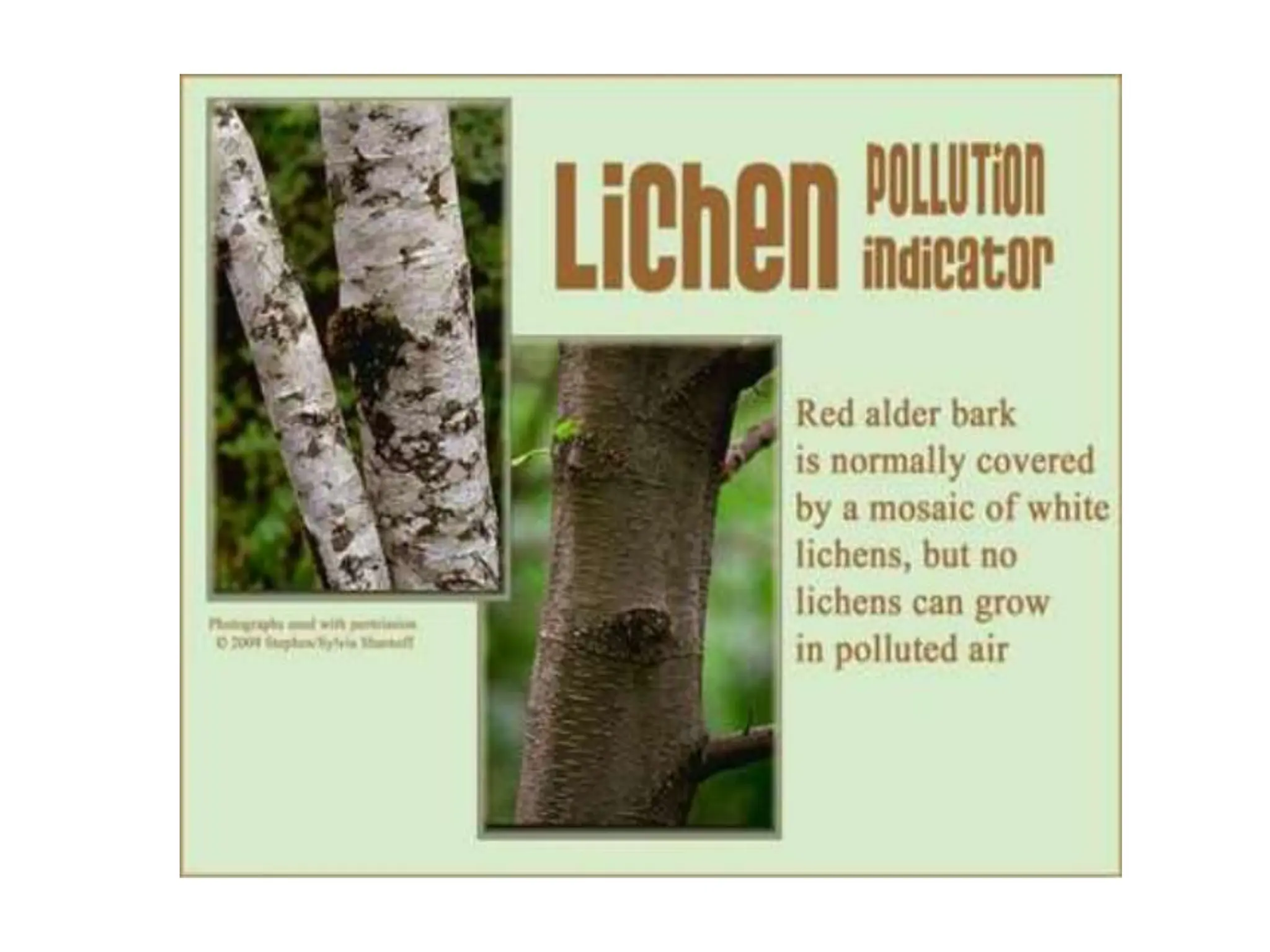Lichens description bioaccumulations.pptx