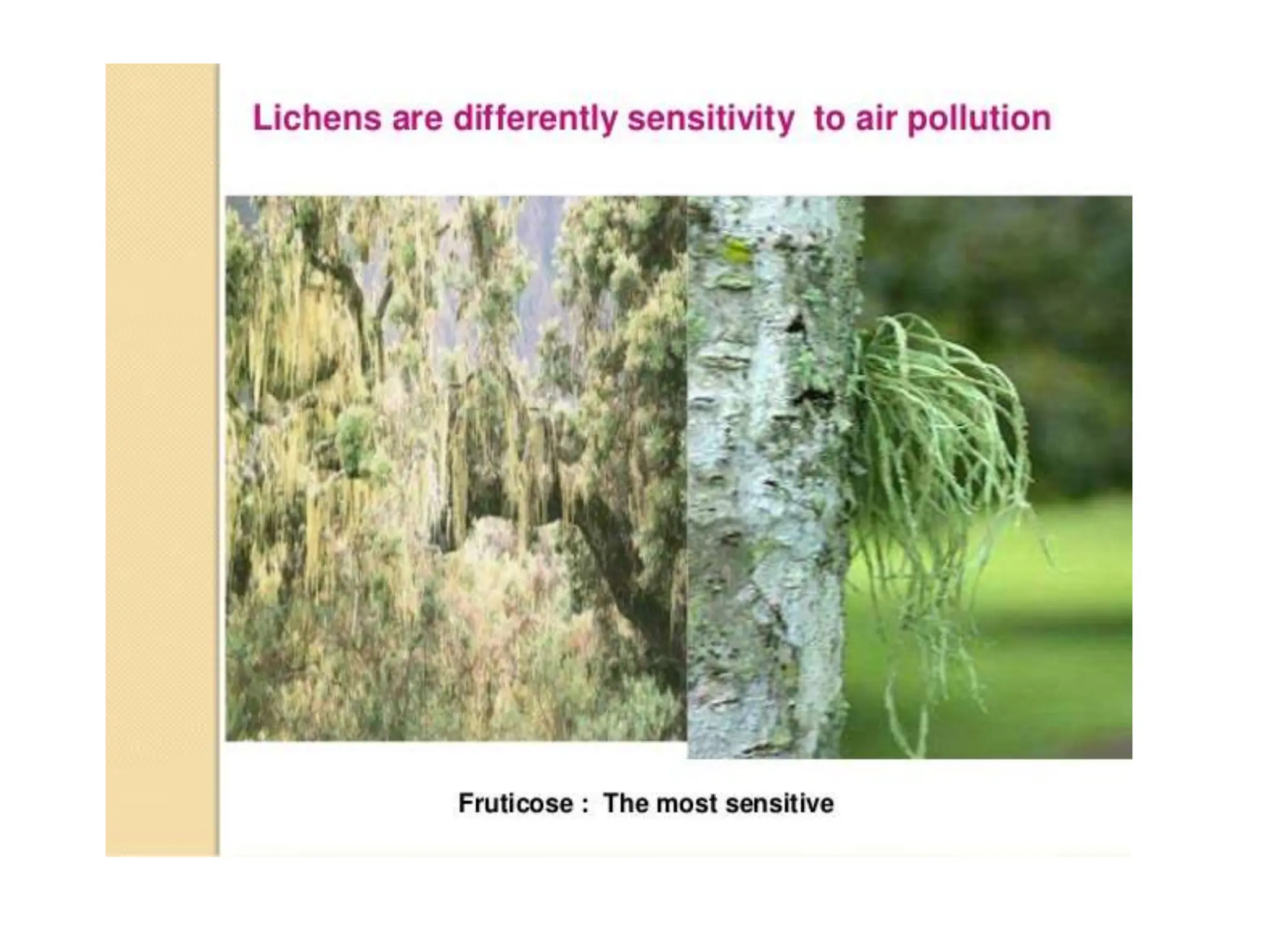 Lichens description bioaccumulations.pptx