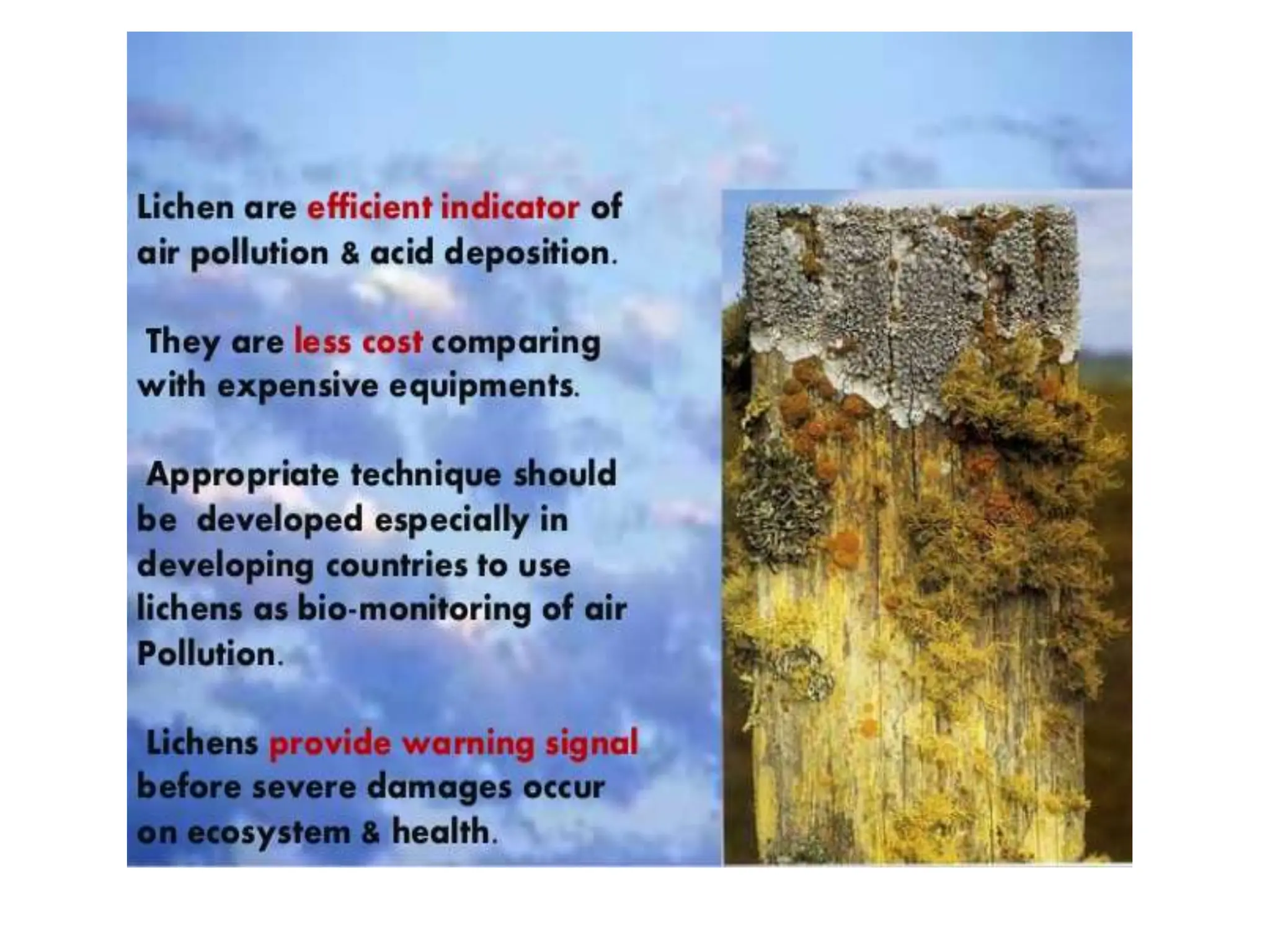 Lichens description bioaccumulations.pptx