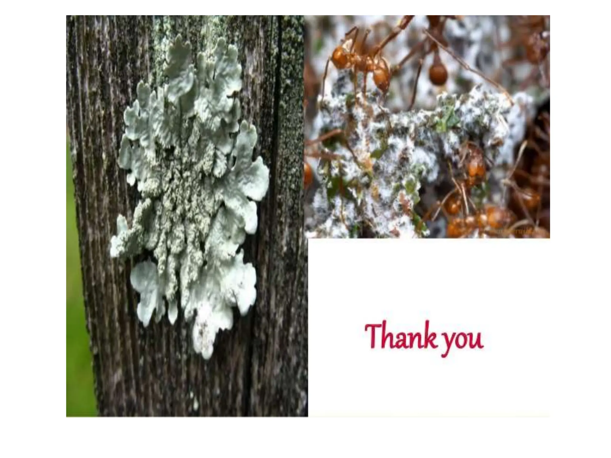 Lichens description bioaccumulations.pptx