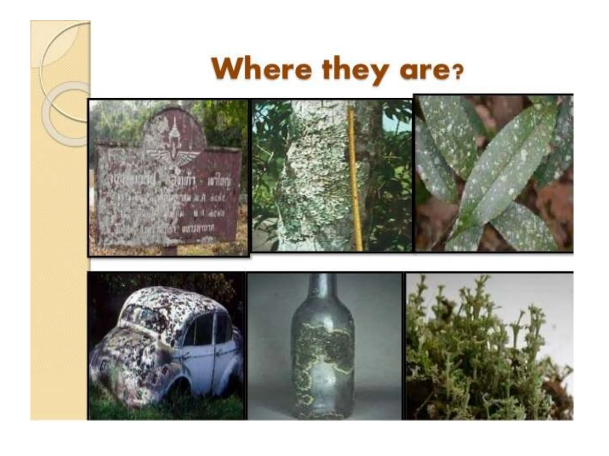 Lichens description bioaccumulations.pptx