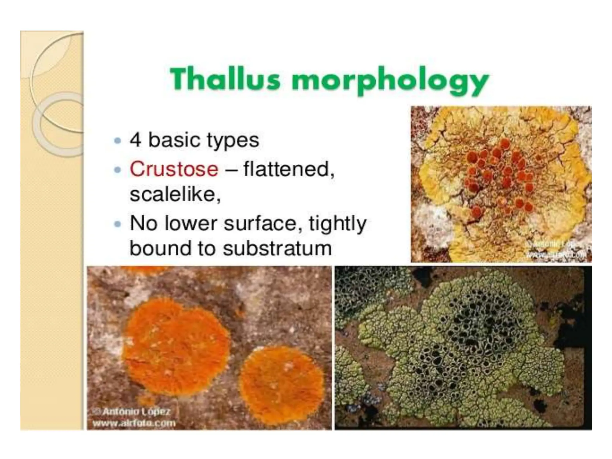 Lichens description bioaccumulations.pptx