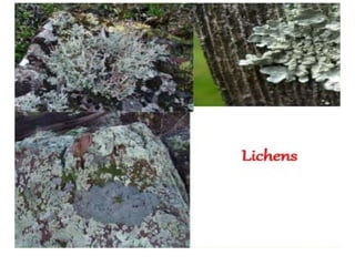 Lichens description bioaccumulations.pptx
