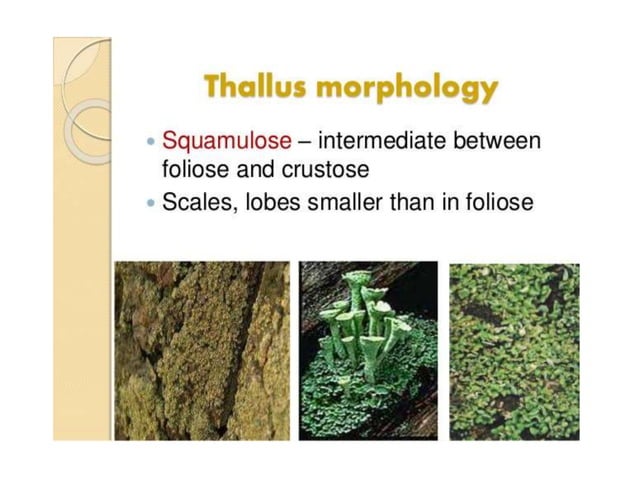 Lichens description bioaccumulations.pptx