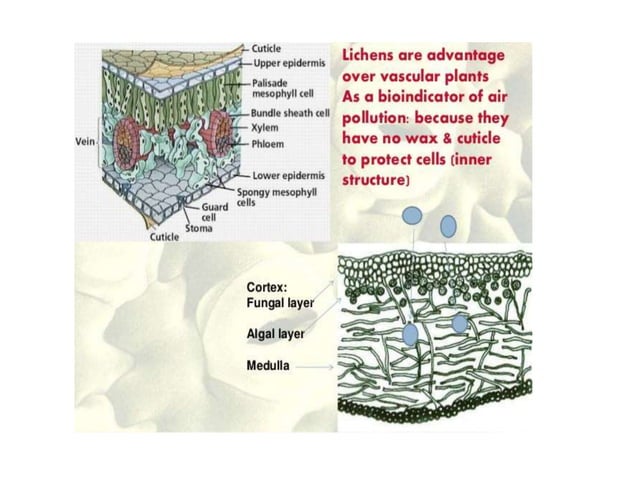 Lichens description bioaccumulations.pptx