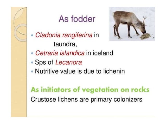 Lichens description bioaccumulations.pptx