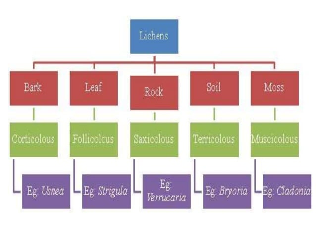 Lichens description bioaccumulations.pptx