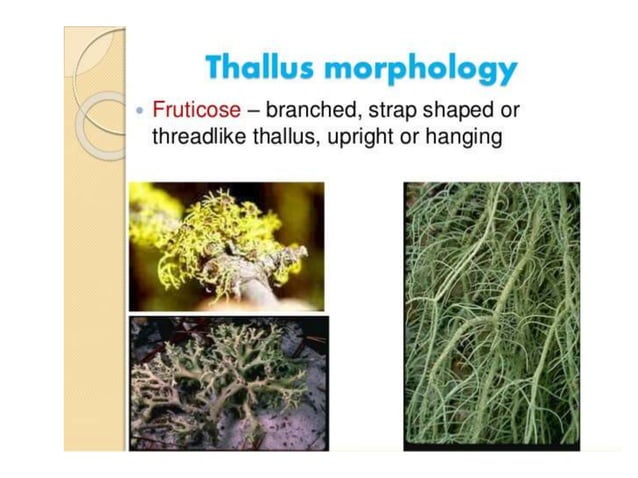 Lichens description bioaccumulations.pptx