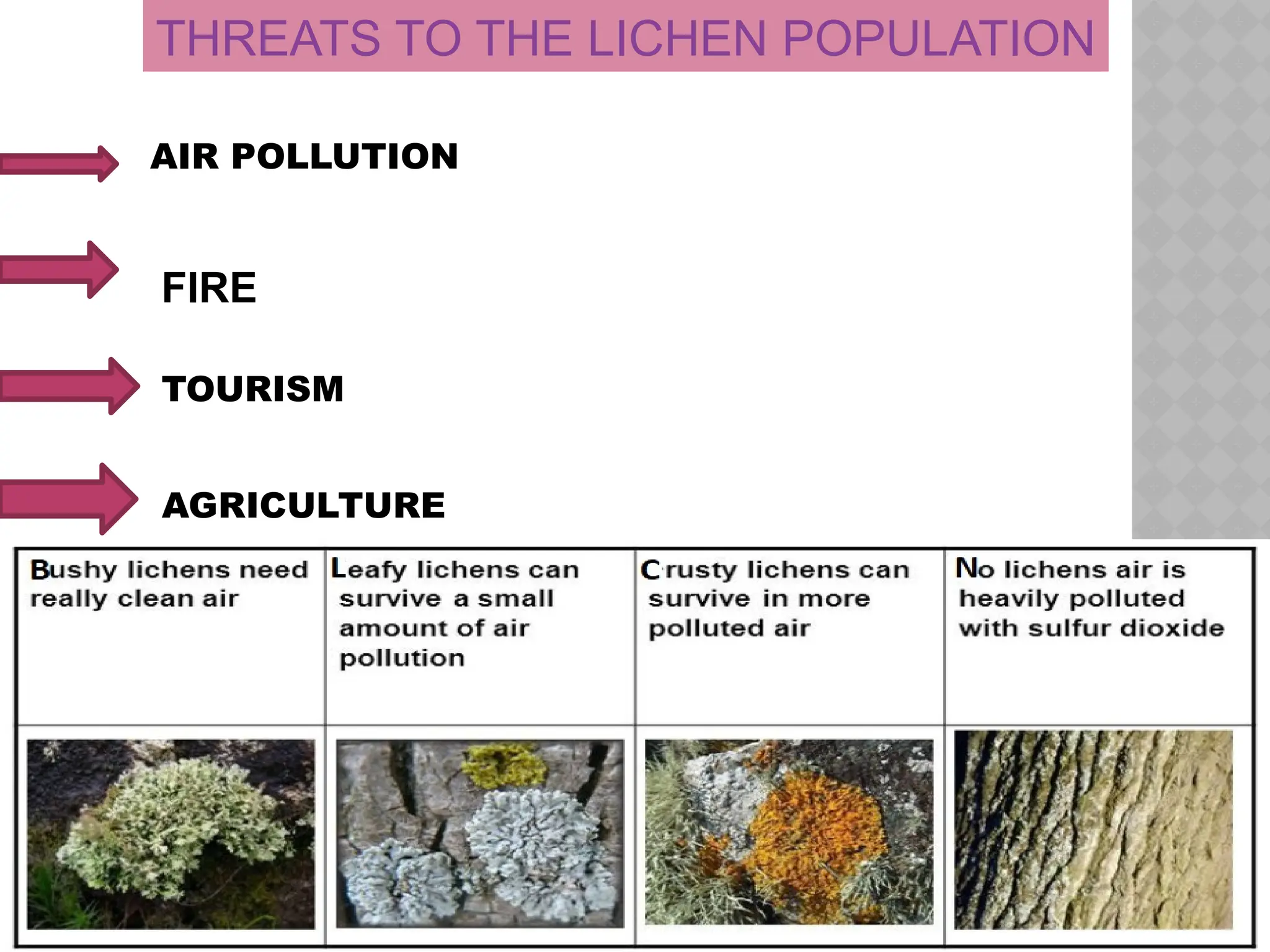 conservation and culture of lichens, types of liches | PPTX | Geography | Science