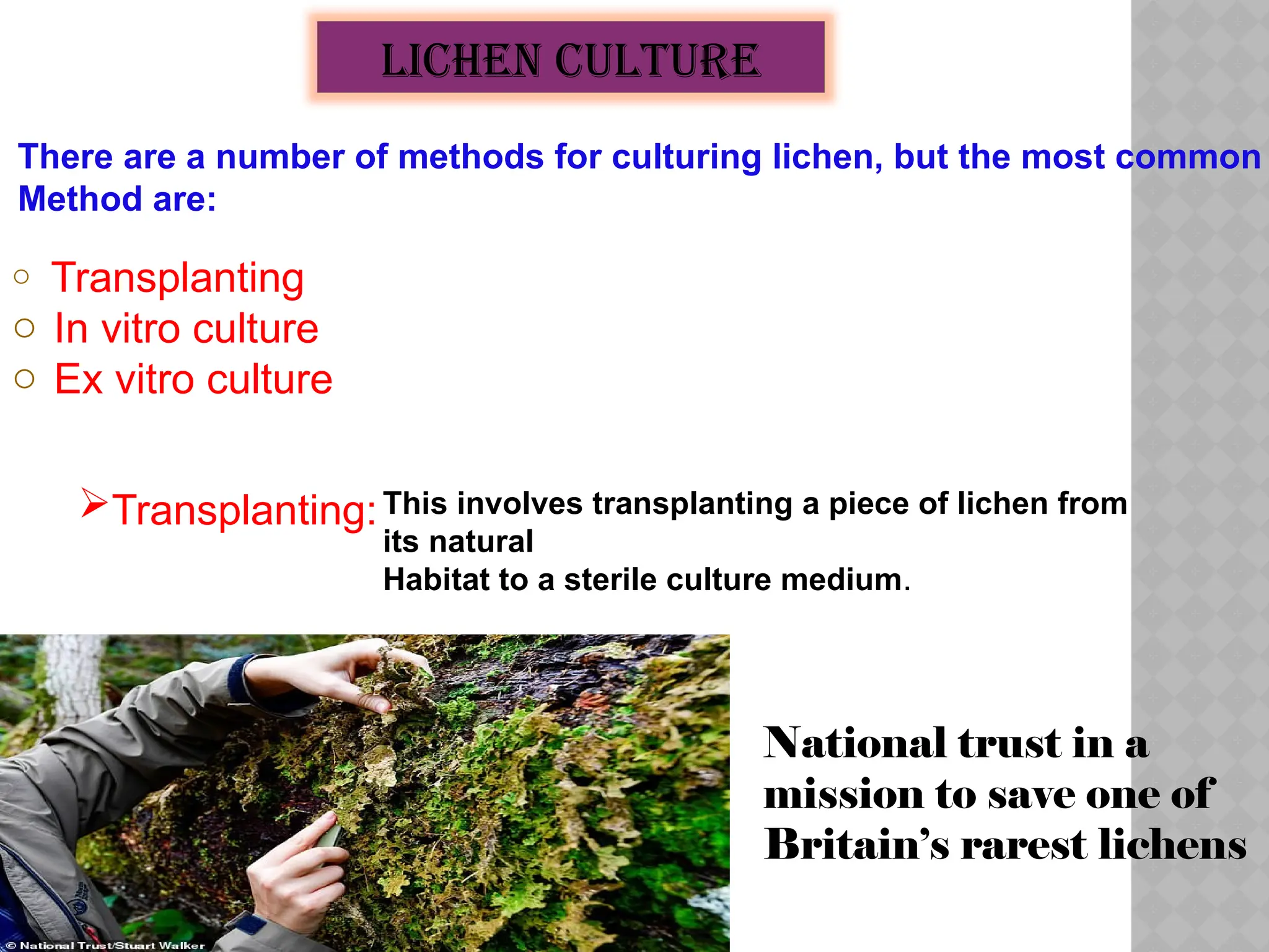 conservation and culture of lichens, types of liches | PPTX