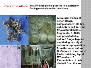 conservation and culture of lichens, types of liches | PPTX
