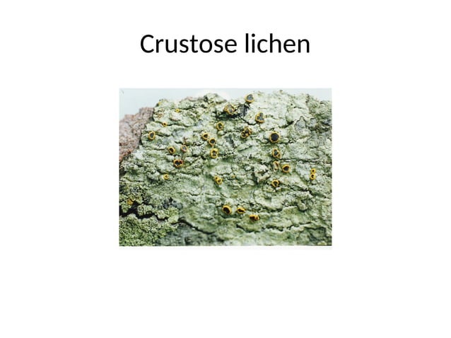 lichens- overview, types, structure .ppt