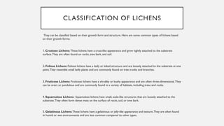 Study of lichens of Pakistan their visuals and appearance | PPTX
